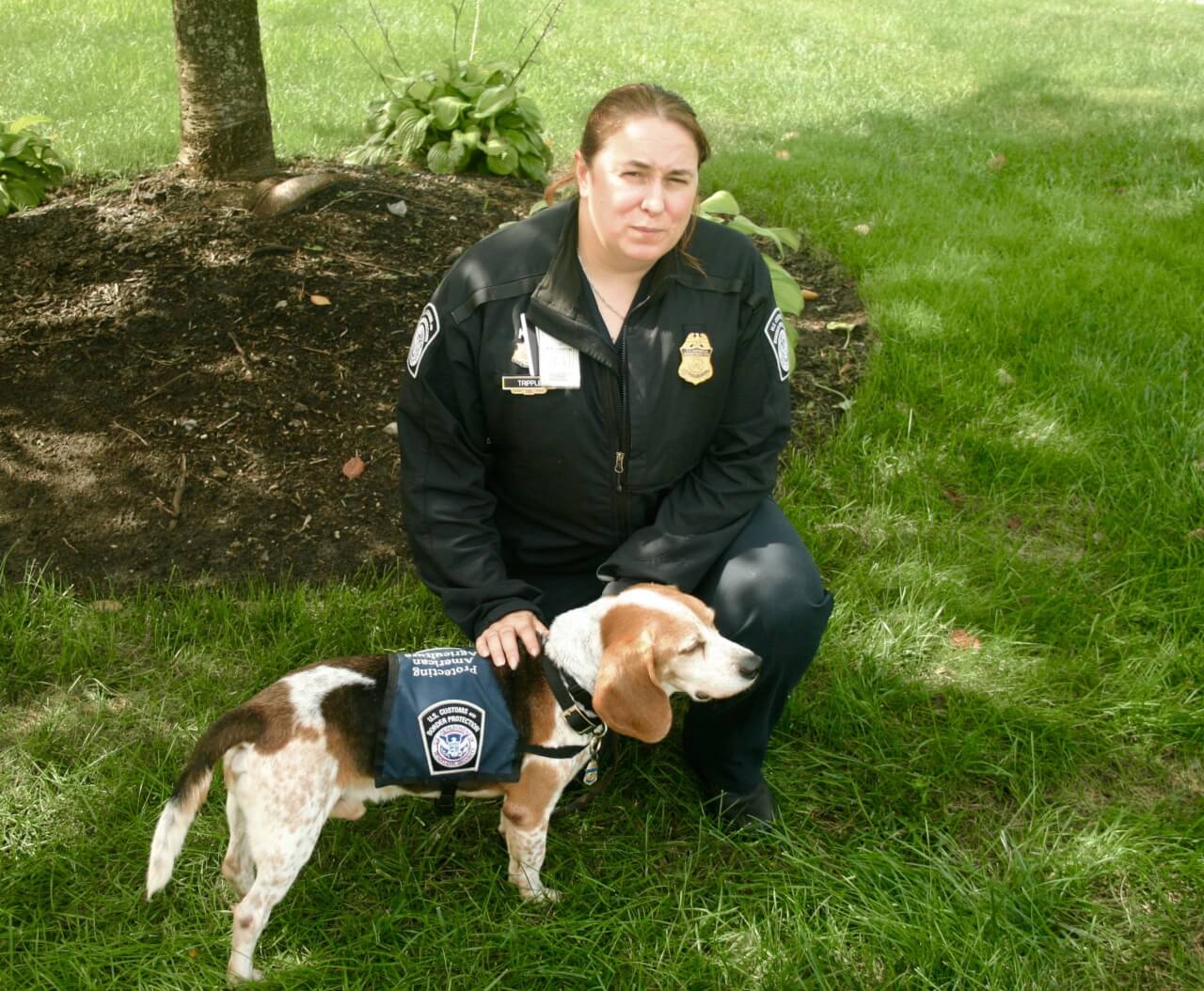 Meet the Beagle Brigade: Protecting American Ag One Sniff at a Time ...
