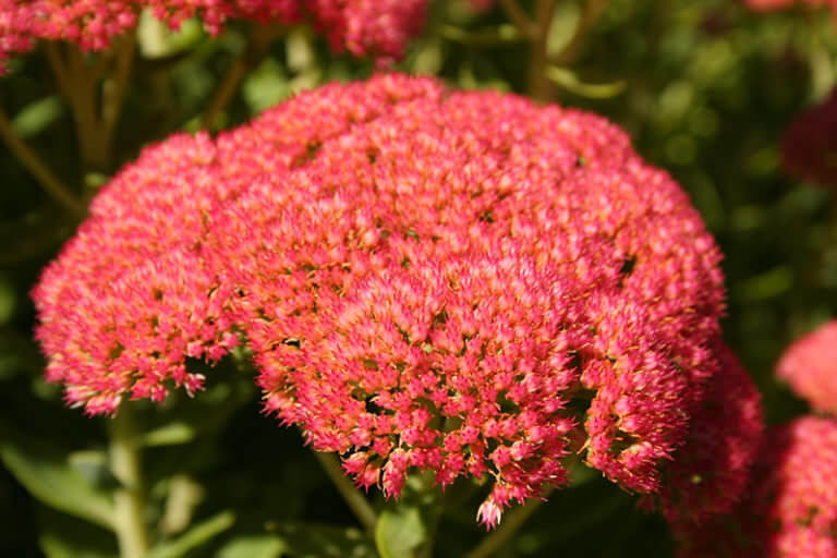 8 Fall-Blooming Flowers Friendly to Bees, Birds, and Butterflies ...