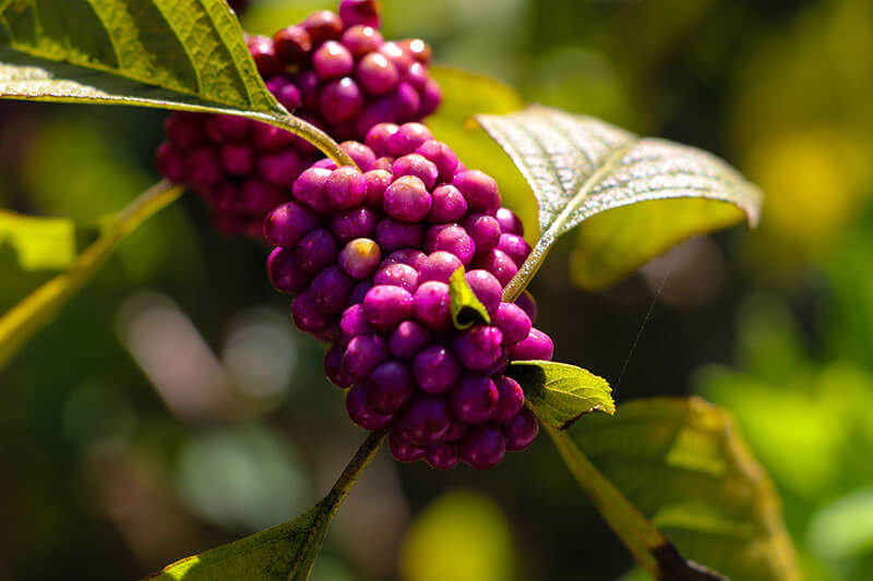 8 Fall-Blooming Flowers Friendly to Bees, Birds, and Butterflies ...