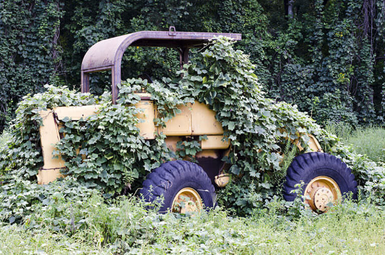 How Kudzu, "The Vine that Ate the South," Put Southern Agriculture on ...