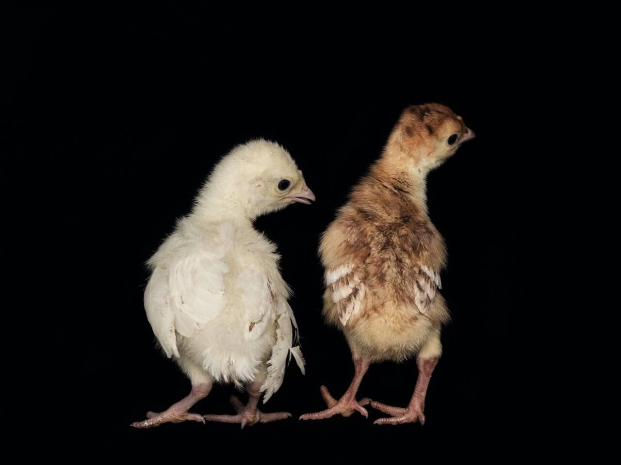 The Case for Heritage Turkeys - Modern Farmer