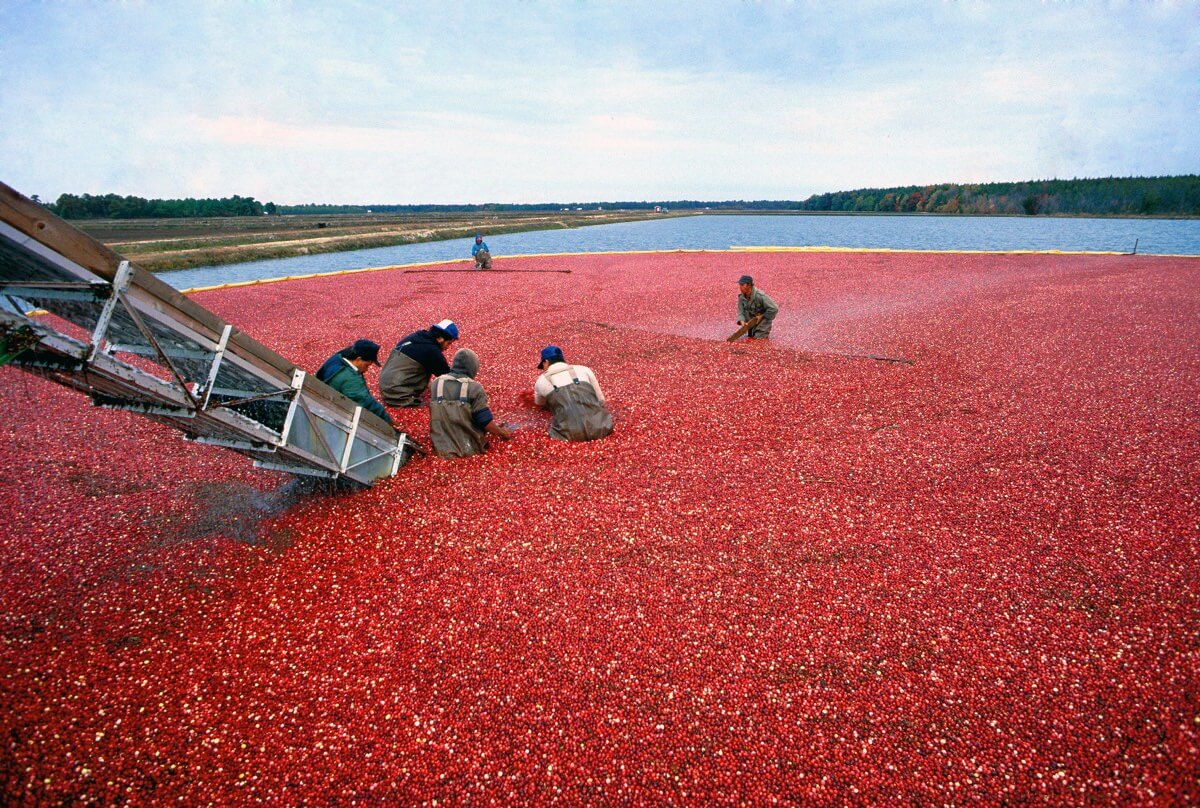 There Really Is A "Congressional Cranberry Caucus," And Here's What It ...