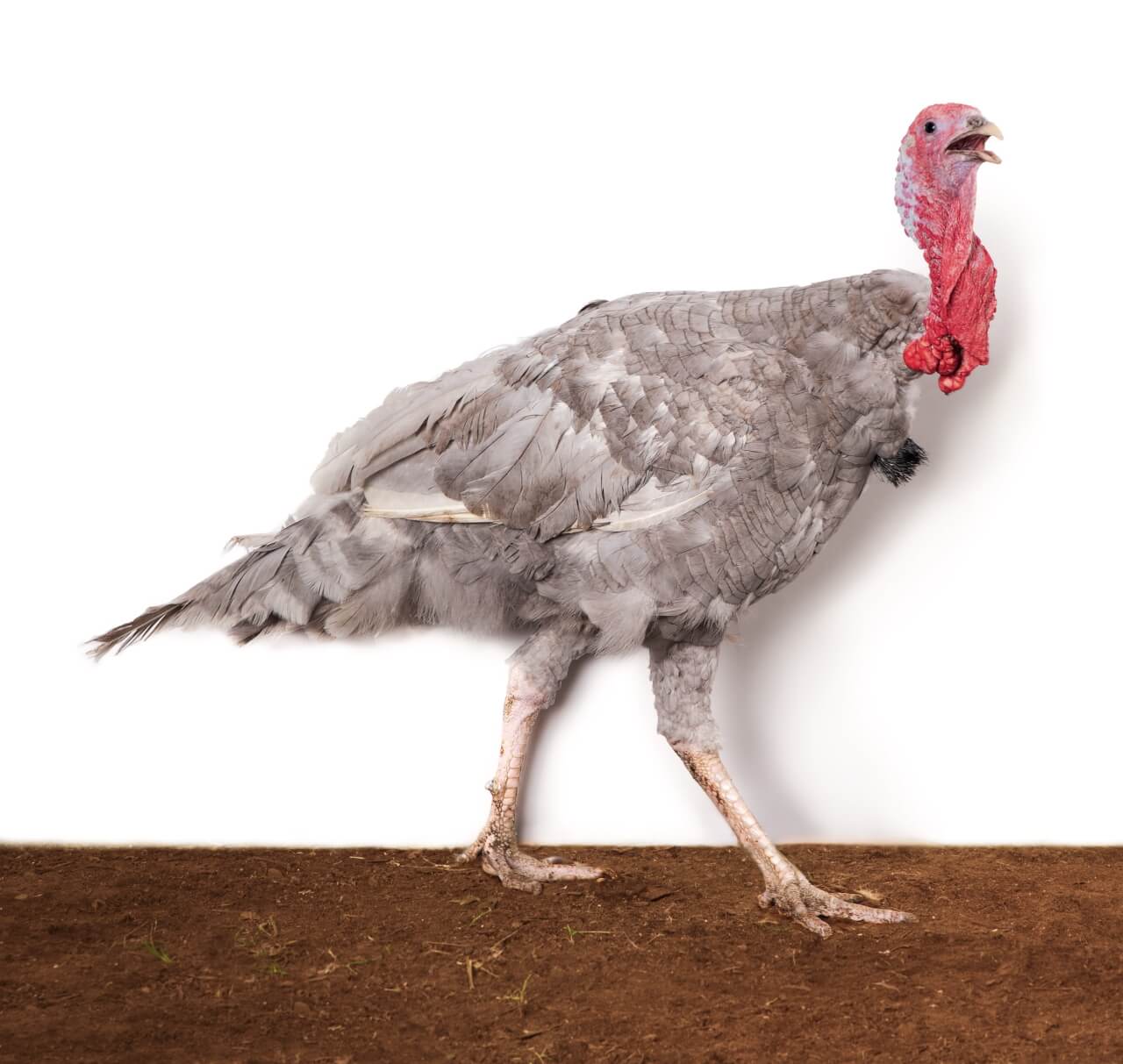 The Case for Heritage Turkeys - Modern Farmer