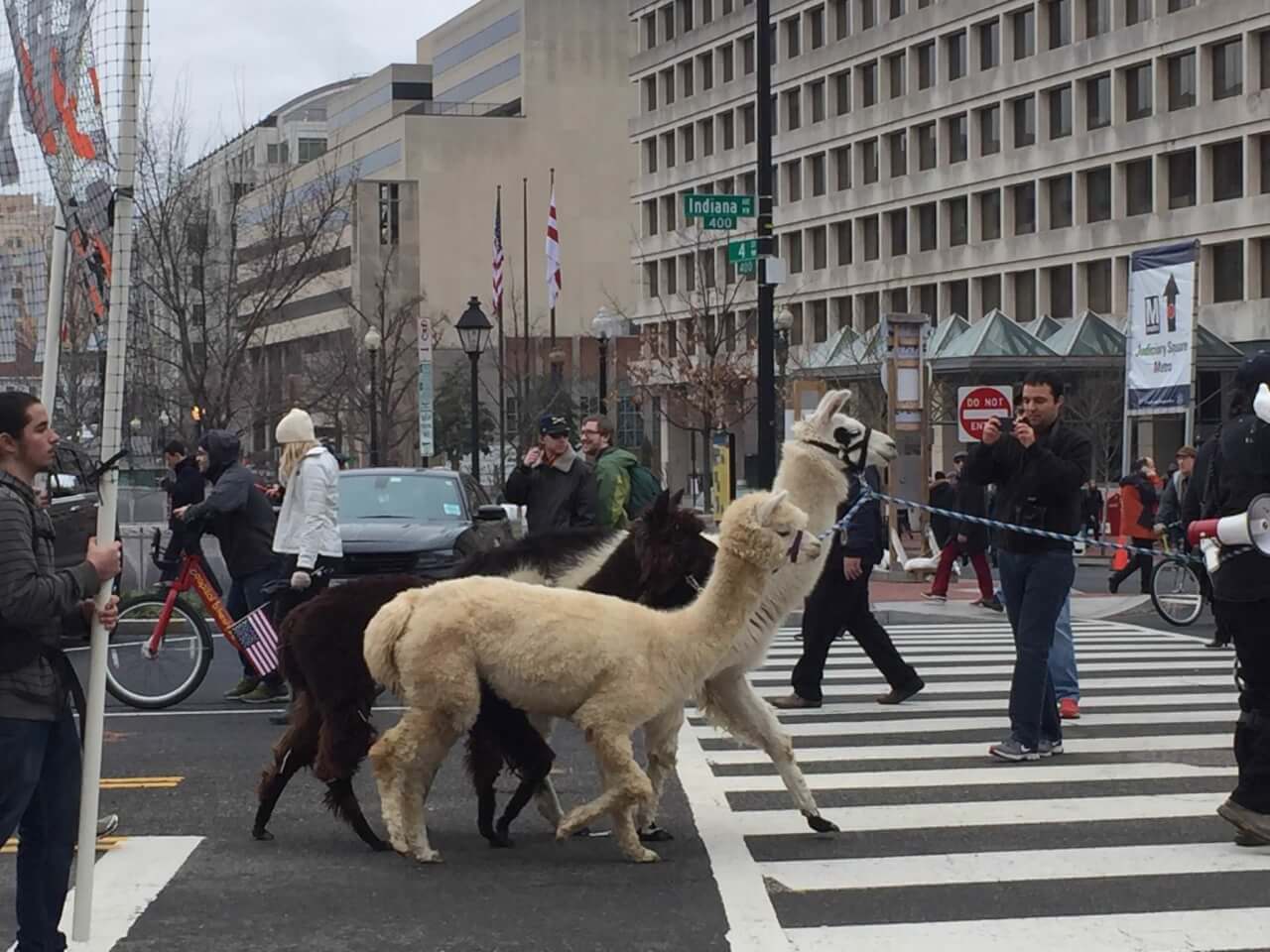 Why Did This Guy Bring Alpacas To Trump's Inauguration? - Modern Farmer