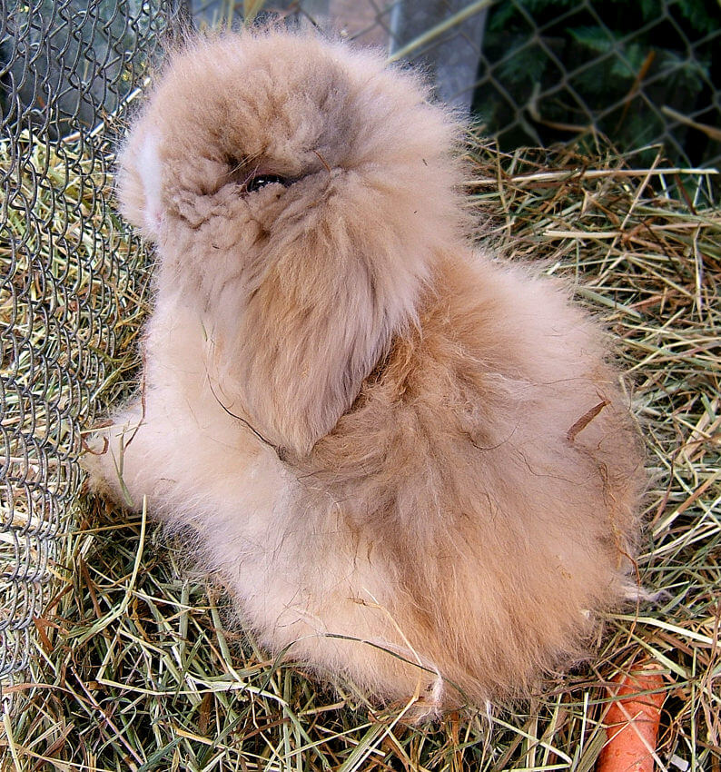 Here Are Five of the Funniest Looking (And Sounding) Rabbits - Modern ...