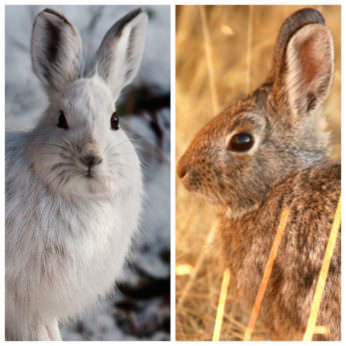 Five Differences Between Rabbits and Hares - Modern Farmer