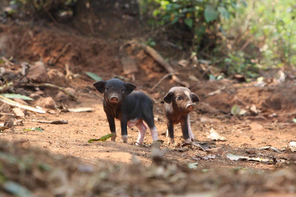 A New Form of Soy Can Help Feed Baby Pigs, Says New Study - Modern Farmer