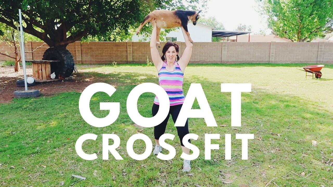 Is Goat CrossFit the Next Logical Step After Goat Yoga? You Decide ...