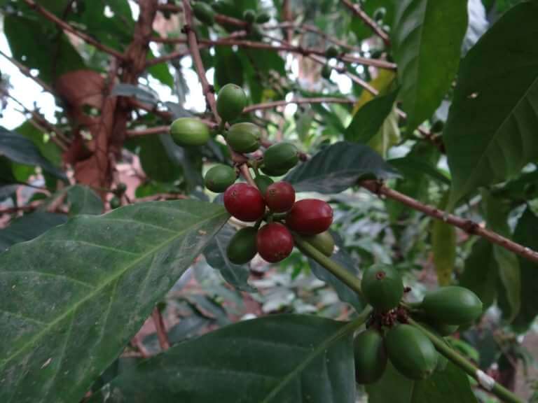 Coffee Among the First Crops to Feel the Effect of Climate Change ...