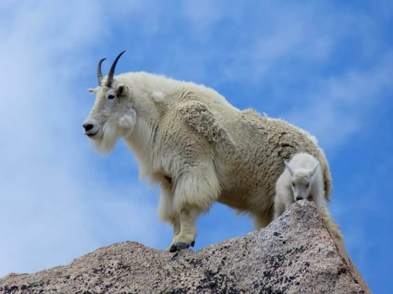 Here Is a List of 10 Extremely Good Goat Beards - Modern Farmer