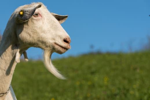 Here Is a List of 10 Extremely Good Goat Beards - Modern Farmer