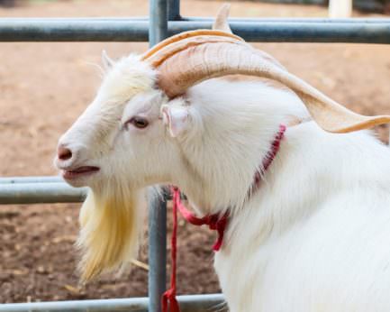 Here Is a List of 10 Extremely Good Goat Beards - Modern Farmer