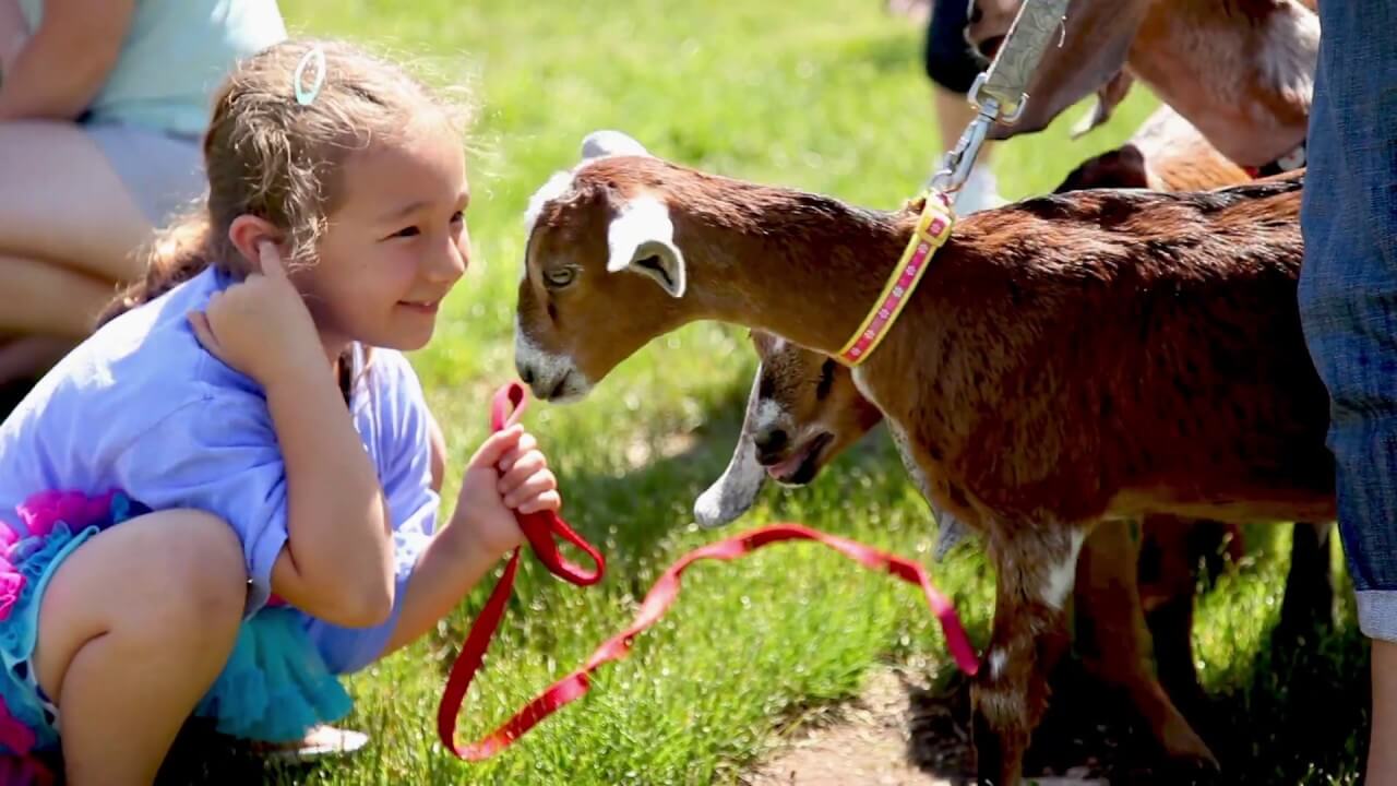 Beyond Goat Yoga: 5 Activities That Pair Humans with Goats (Like Goat ...