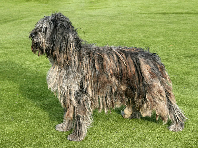 5 Rare and Beautiful Farm Dog Breeds - Modern Farmer