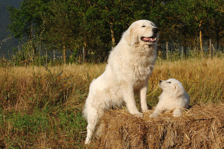 How to Choose a Livestock Guard Dog - Modern Farmer