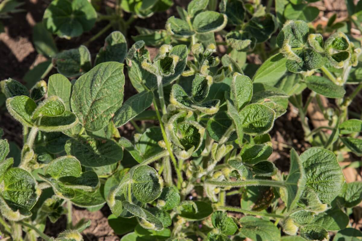 Monsanto, BASF, and EPA Make Dicamba a Restricted-Use Pesticide”What ...