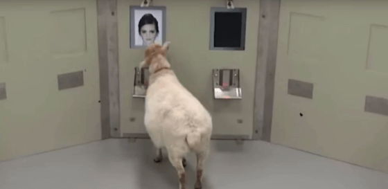 I Know Ewe! Sheep Can Recognize Human Faces - Modern Farmer
