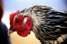 Poultry Aren't Listed Under the Humane Slaughter Rule. Why? - Modern Farmer
