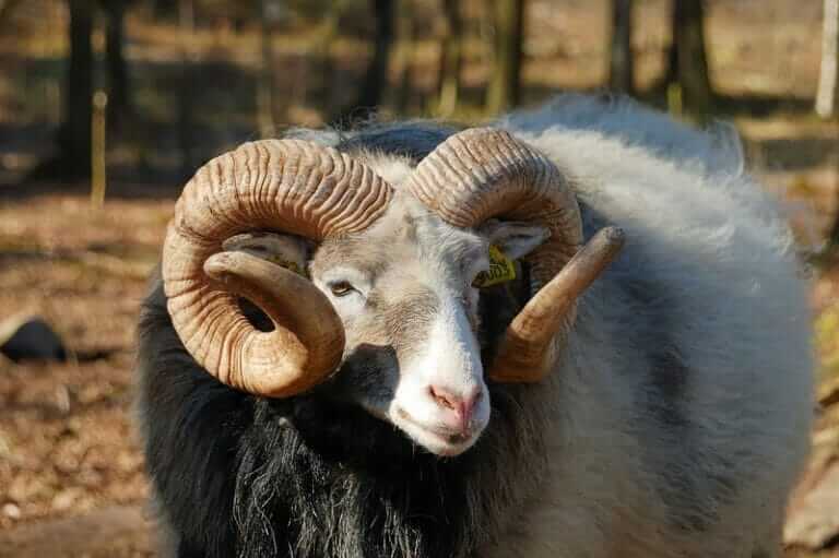 These Are the 12 Sickest Sheep Breeds in the World (According to This ...