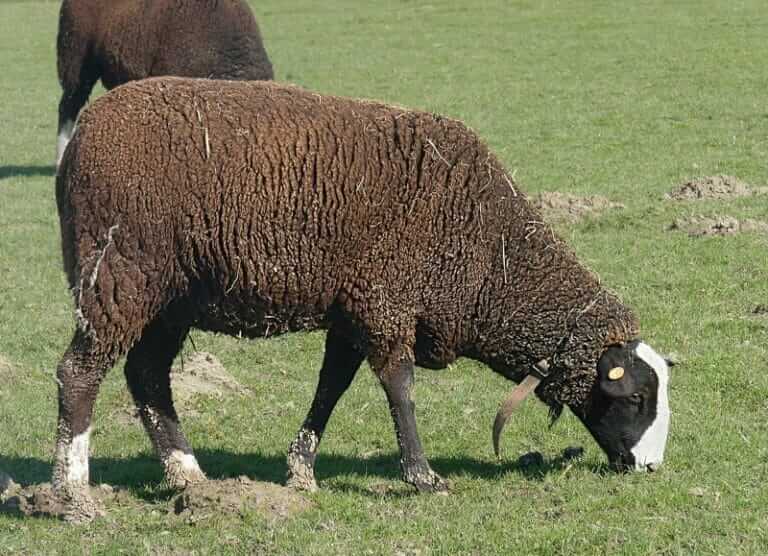 These Are the 12 Sickest Sheep Breeds in the World (According to This ...