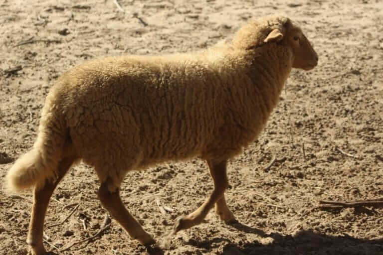 Lesser-Known Sheep Breeds From Around the World”And What They're Good ...