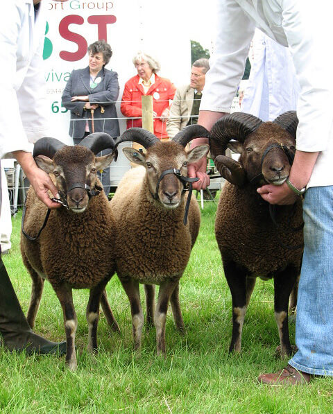 Lesser-Known Sheep Breeds From Around the World”And What They're Good ...