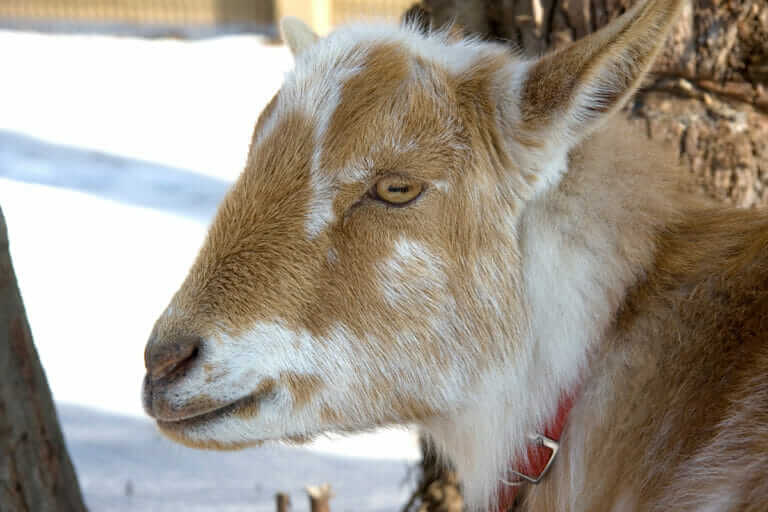 8 Sheep That Don't Require Shearing - Modern Farmer