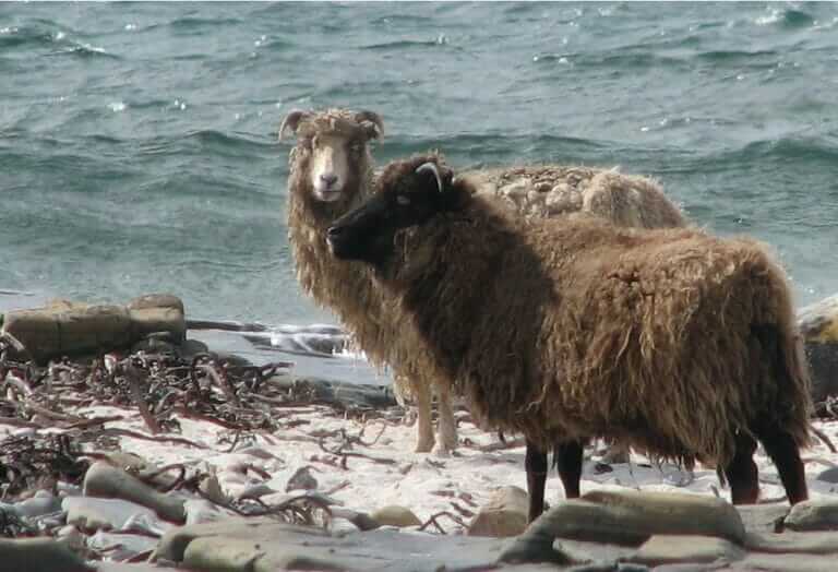 Lesser-Known Sheep Breeds From Around the World”And What They're Good ...