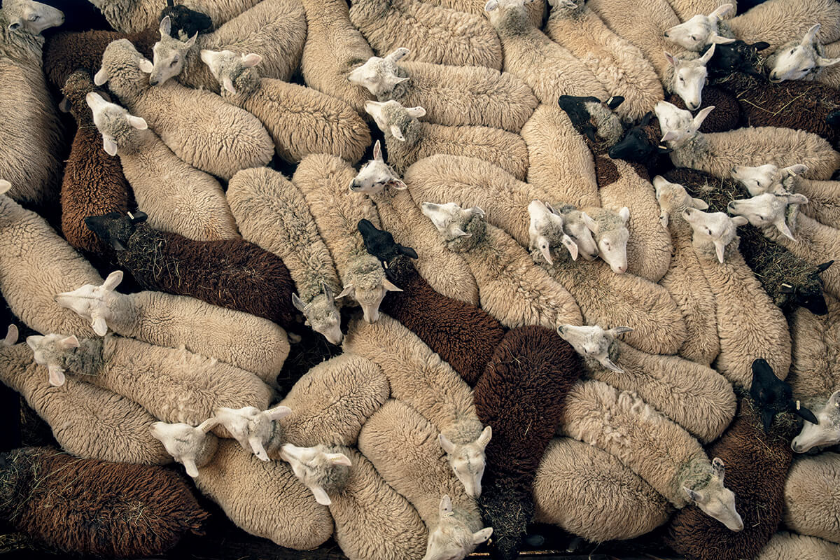 The Long Shot: Building a Grass-Fed Lamb Operation from Scratch in ...