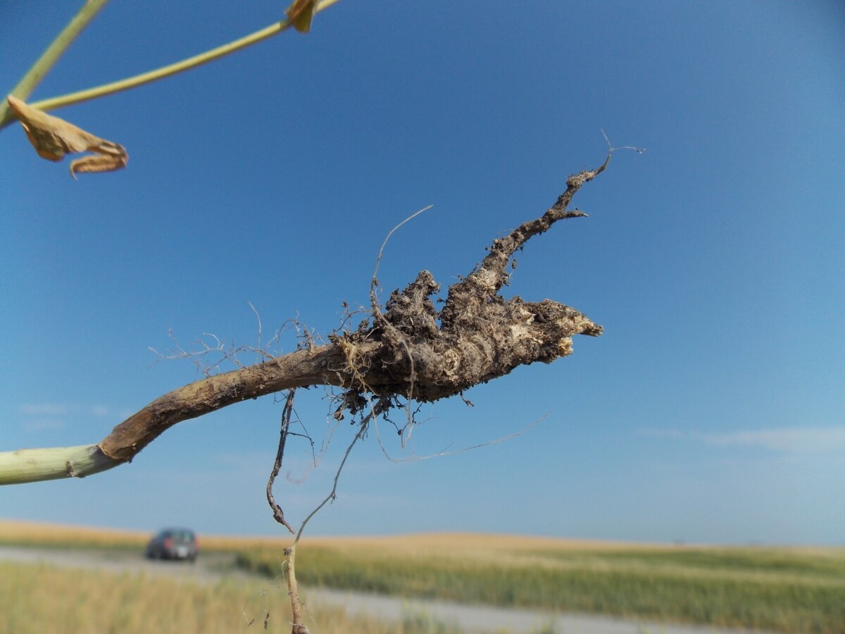 Farmers Face Tough Choice as Clubroot Invades Canada's Canola Fields ...