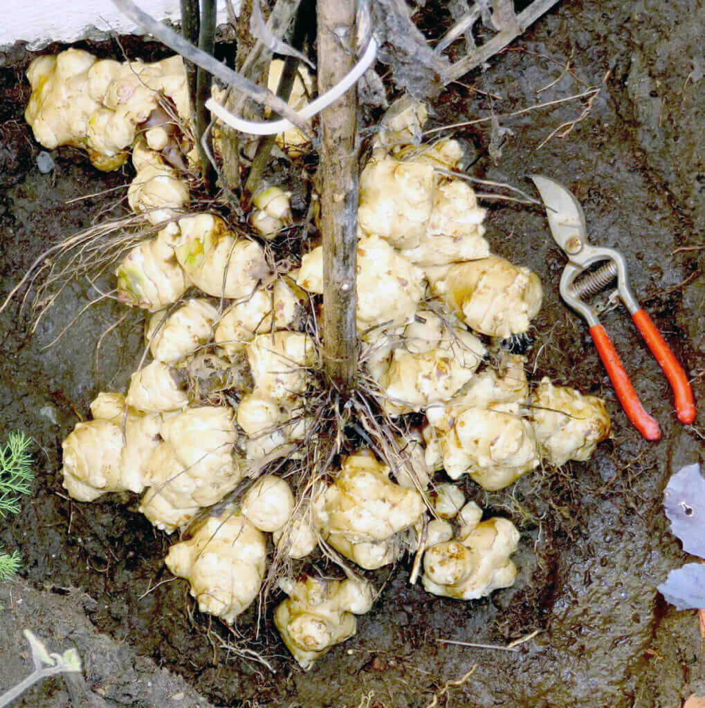 Looking For a Sunchoke Recipe That Doesn't Cause Gas? Try Lemon Juice ...