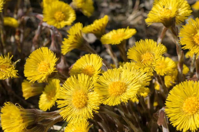 7 Smokable Plants You Can Grow That Aren't Marijuana - Modern Farmer