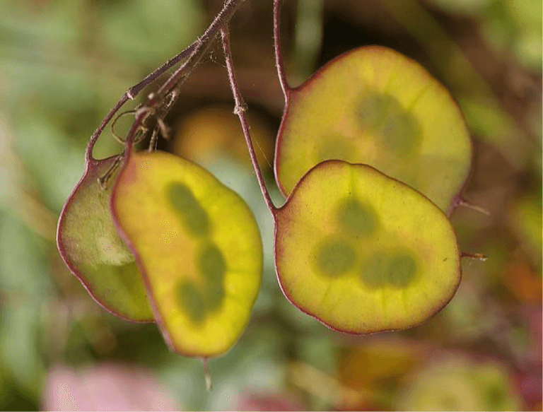10 Beautiful Photos of Seeds (And Fun Facts for Each) - Modern Farmer
