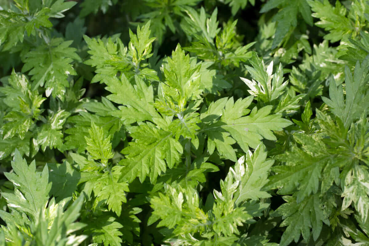 7 Smokable Plants You Can Grow That Aren't Marijuana - Modern Farmer