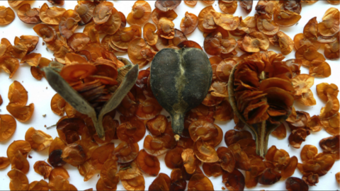 10 Beautiful Photos of Seeds (And Fun Facts for Each) - Modern Farmer