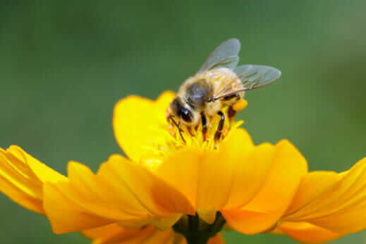 Pesticides Affect Bee Learning And Memory (Bees Are Normally Very Smart ...