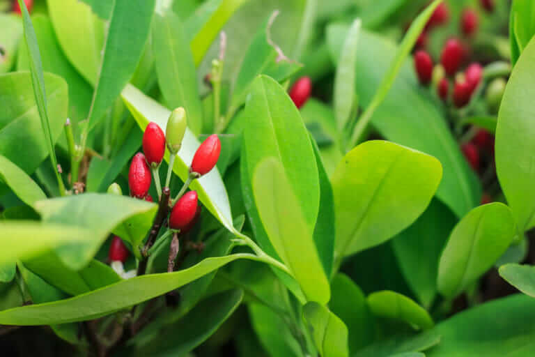 Colombia's Coca Production Is Growing, Despite Efforts - Modern Farmer