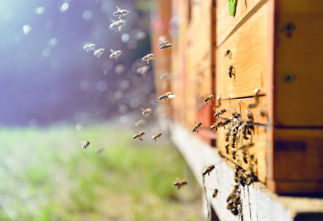 The Buzz Over High-Tech Beehives - Modern Farmer