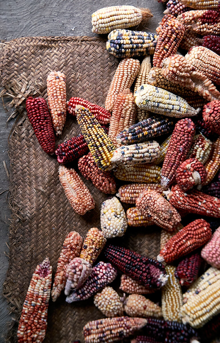 Save the Tortilla - Modern Farmer