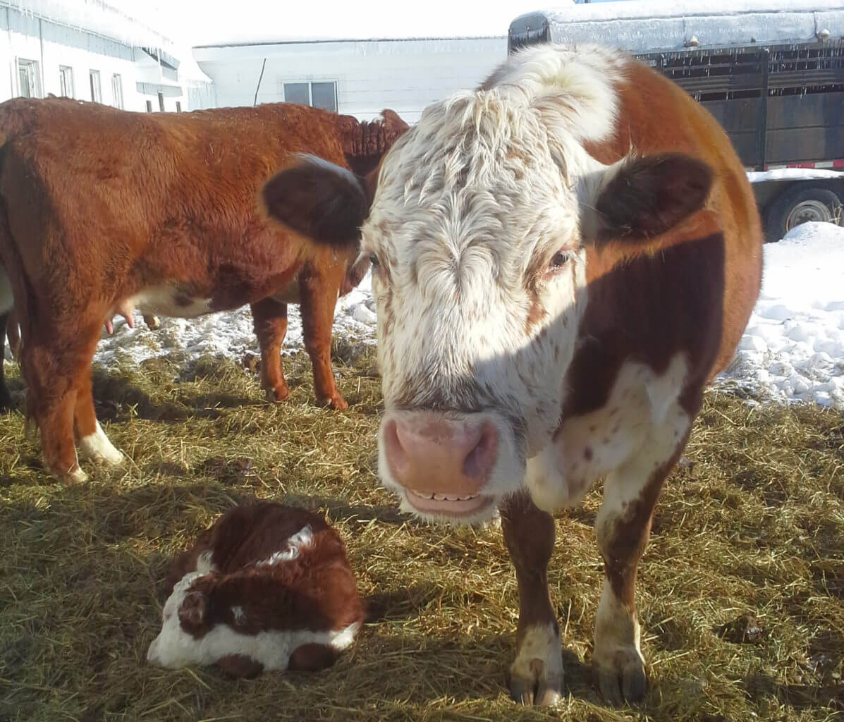 Meet Mumma: She kept the herd in line. - Modern Farmer