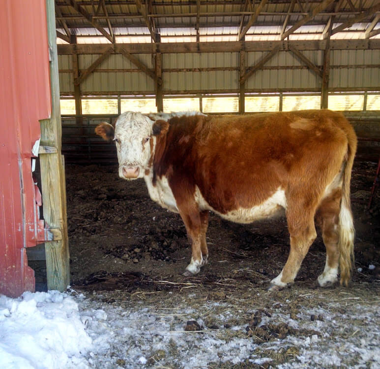 Meet Mumma: She kept the herd in line. - Modern Farmer