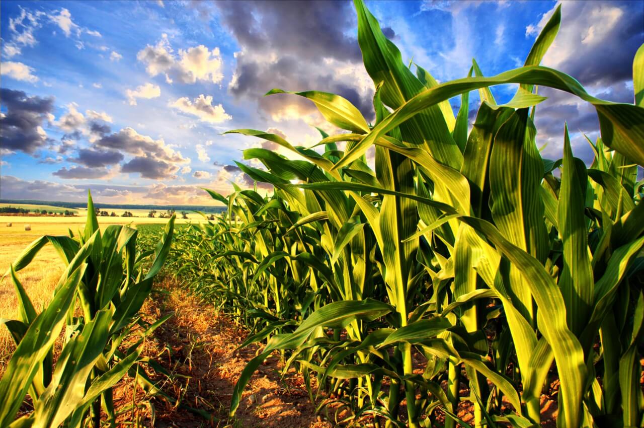 This New Technology Can Help Farmers Save Their Crops From Disease ...