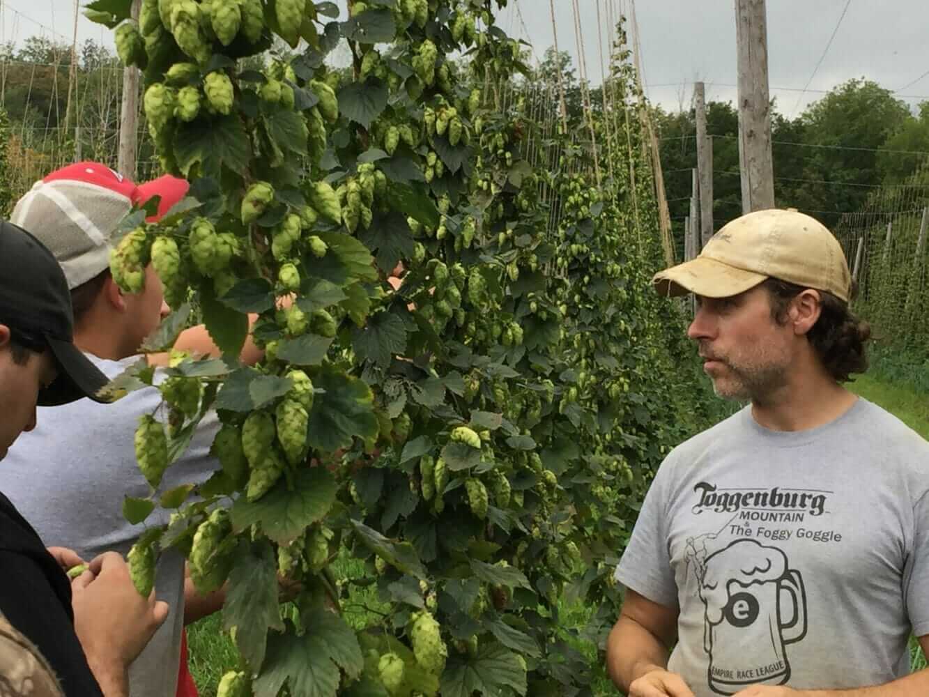 New York Farmers Hope To Discover New Hops - Modern Farmer