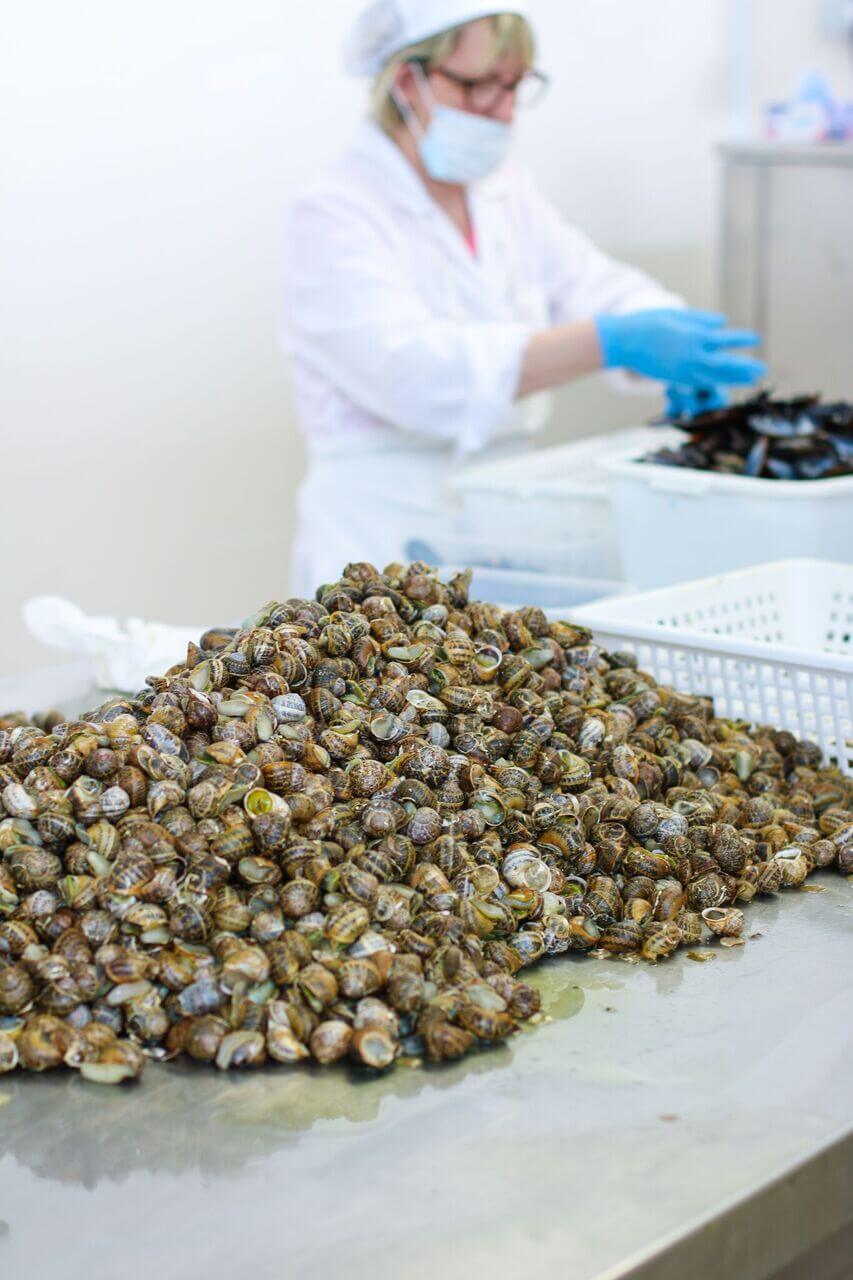 Italian Snail Farmers Slide into Caviar Scene - Modern Farmer