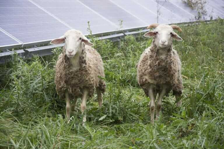 No Lambs to the Slaughter? - Modern Farmer