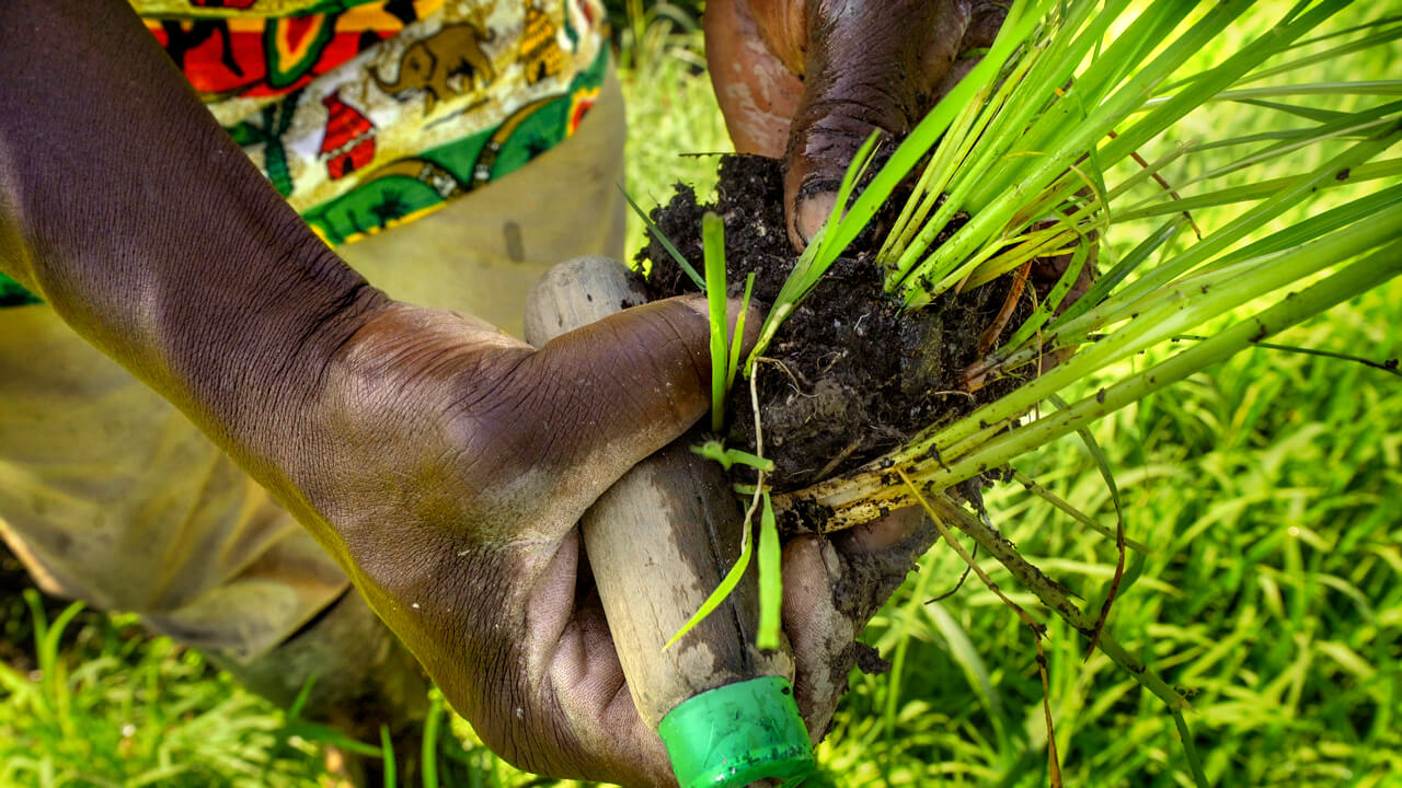 Rice Paddies Rise in the Hudson Valley - Modern Farmer