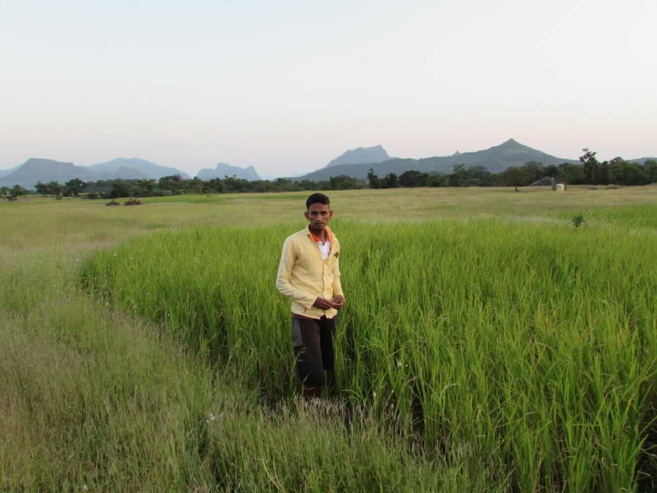 How An Indian Farming Organization Is Trying to Save the Forest ...