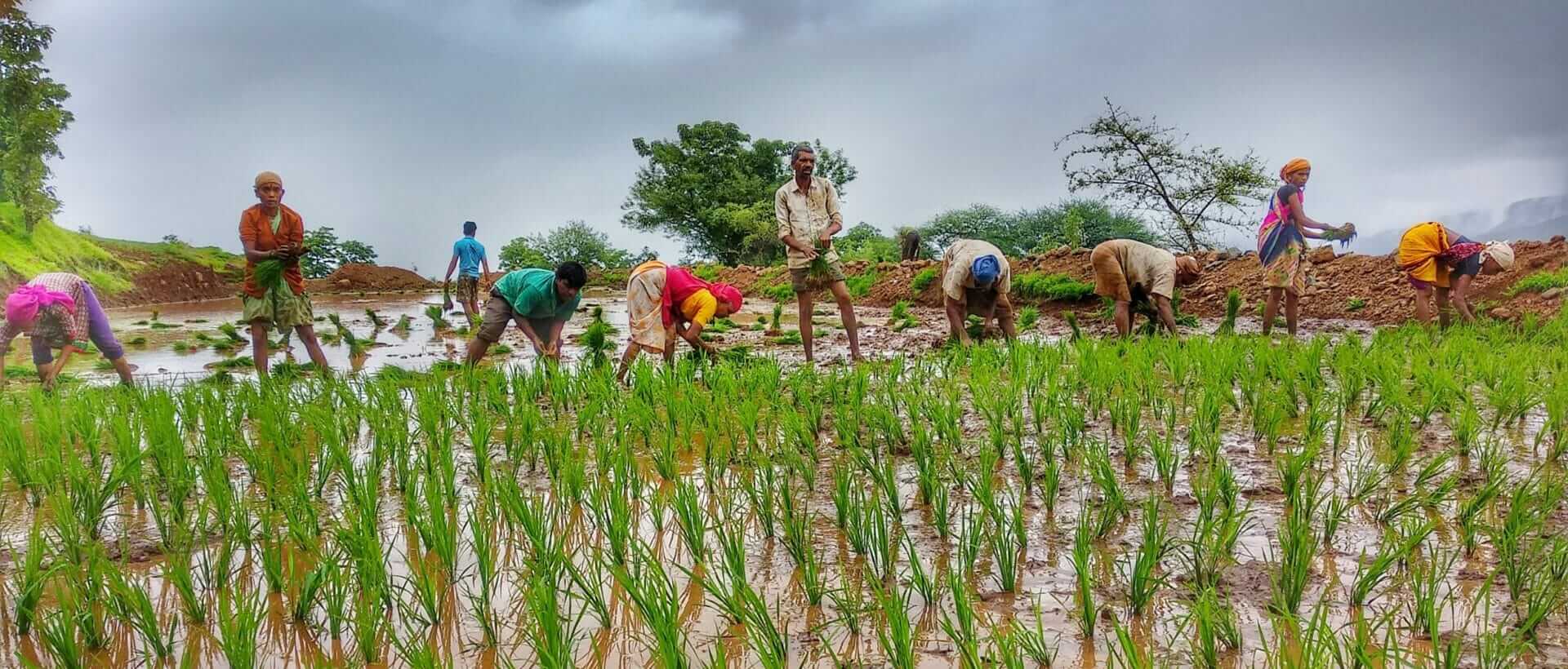 How An Indian Farming Organization Is Trying to Save the Forest ...