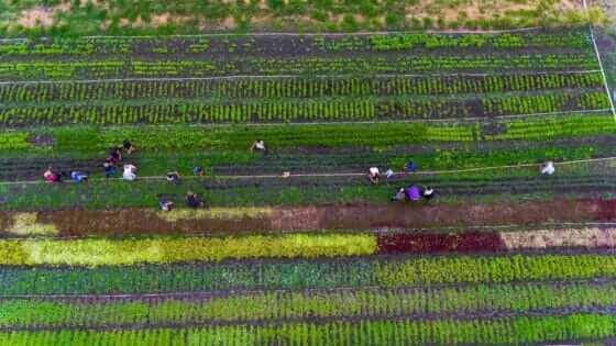 Transforming a Hawaiian Community Through Farming - Modern Farmer