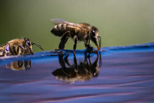Here You Will Find a Video of a Honeybee Surfing - Modern Farmer